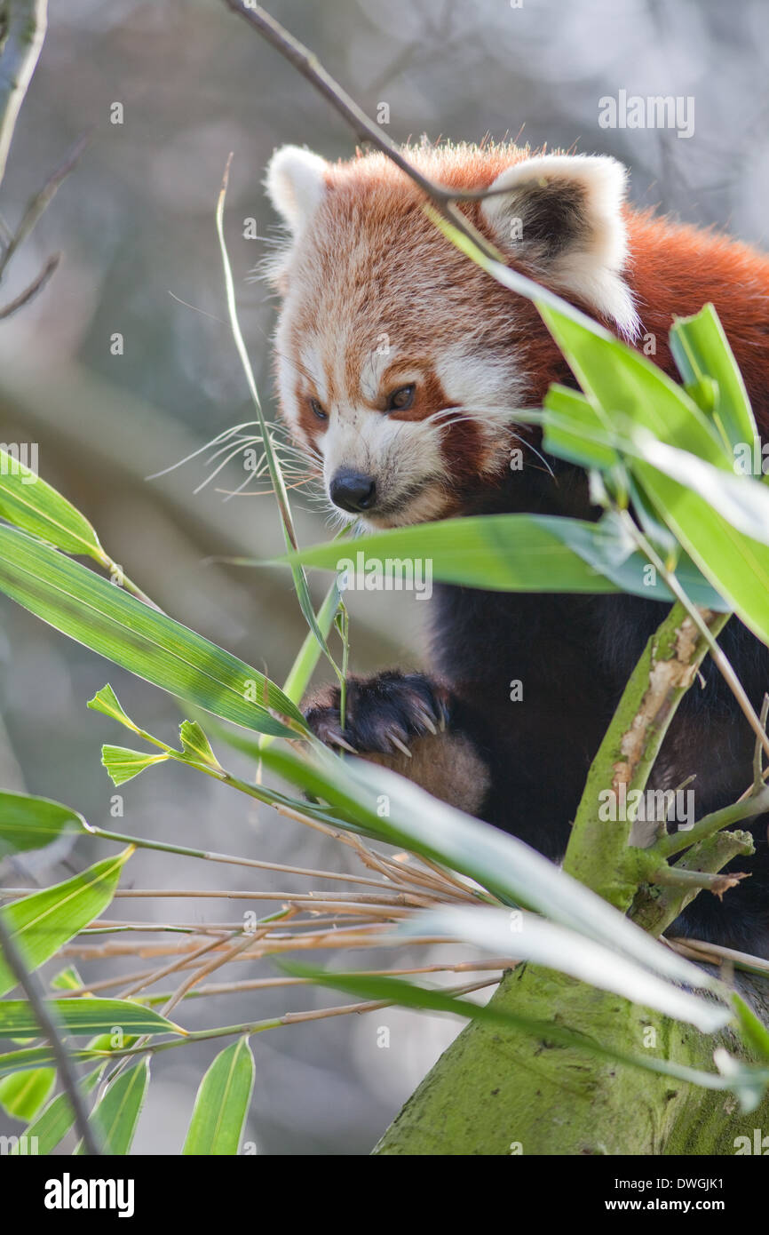 Red, or Lesser Panda (Ailurus fulgens). Using right fore paw and digits ...