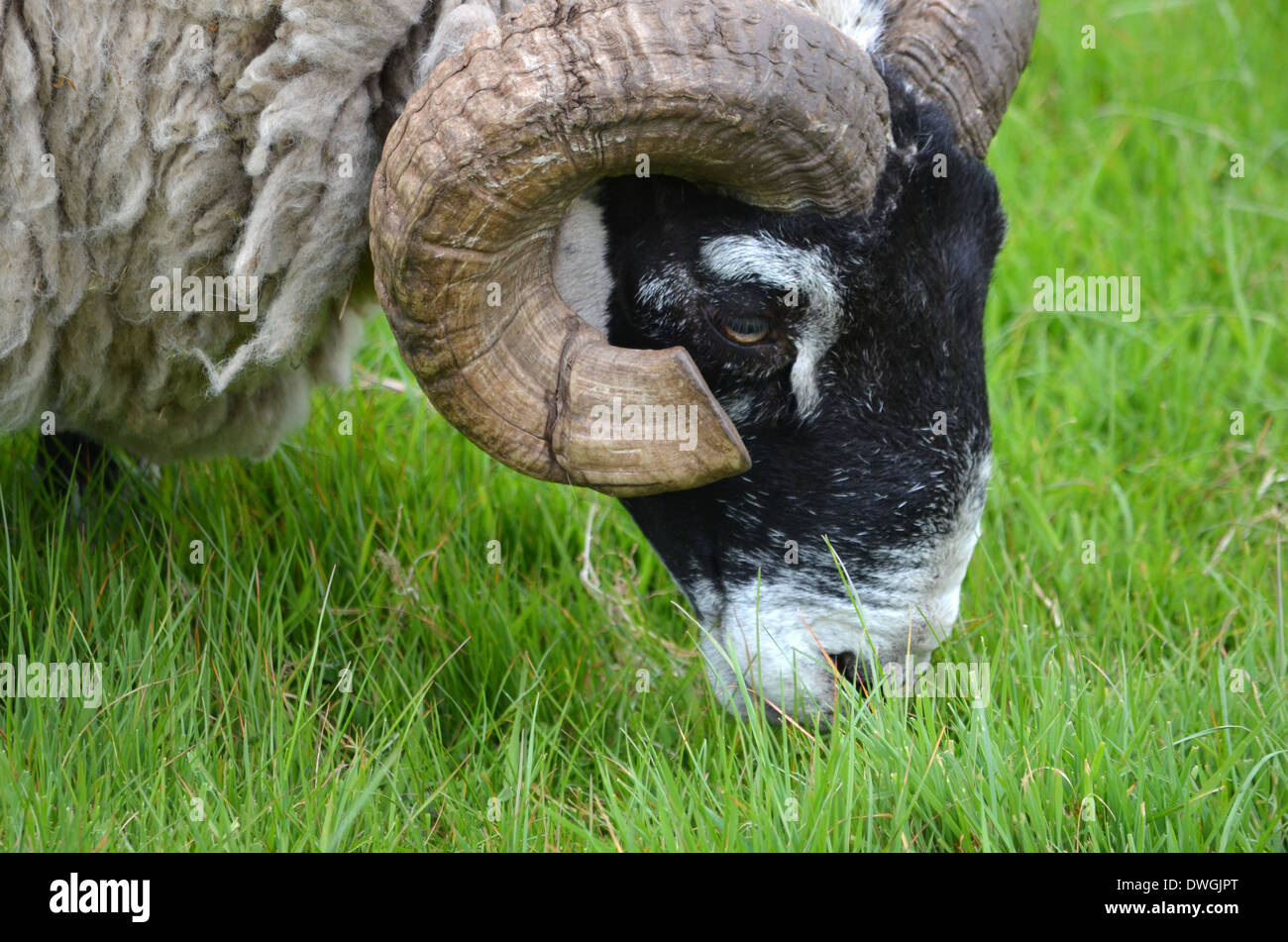 Ram with cut off horn Stock Photo - Alamy