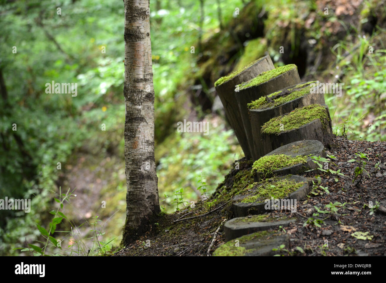 wooden posts in the park supporting the path Stock Photo - Alamy