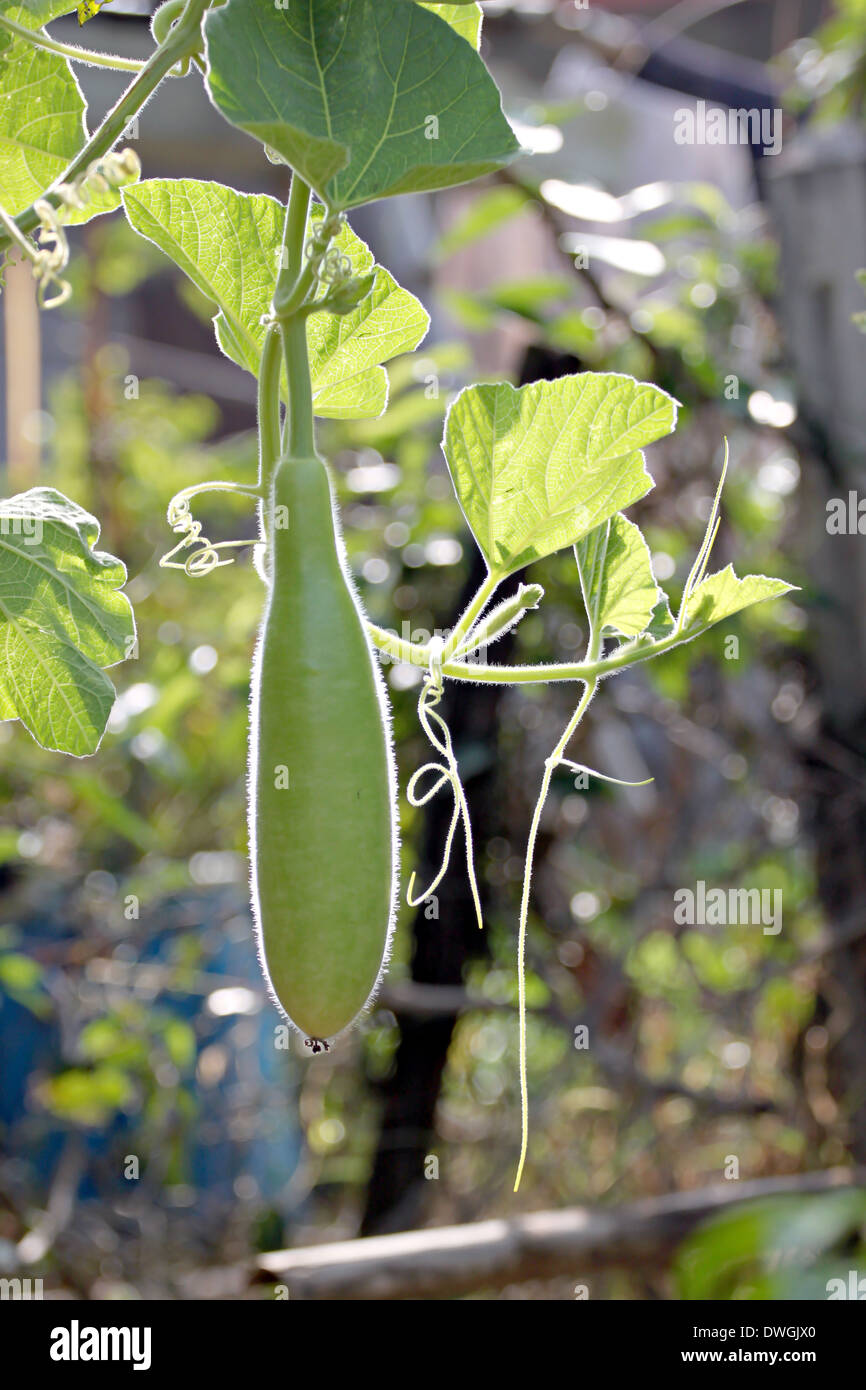 Gourd gourd tree hi-res stock photography and images - Alamy
