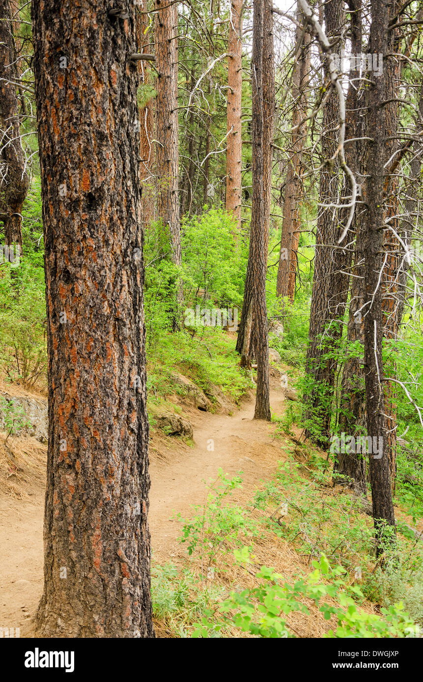 Sun passing through trees hi-res stock photography and images - Alamy