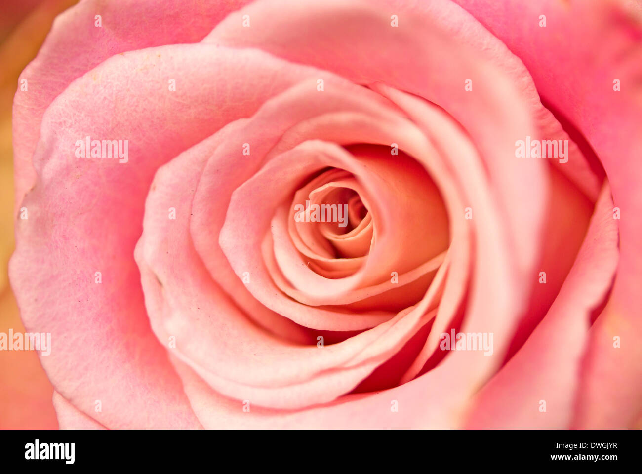 Beautiful shape hi-res stock photography and images - Alamy