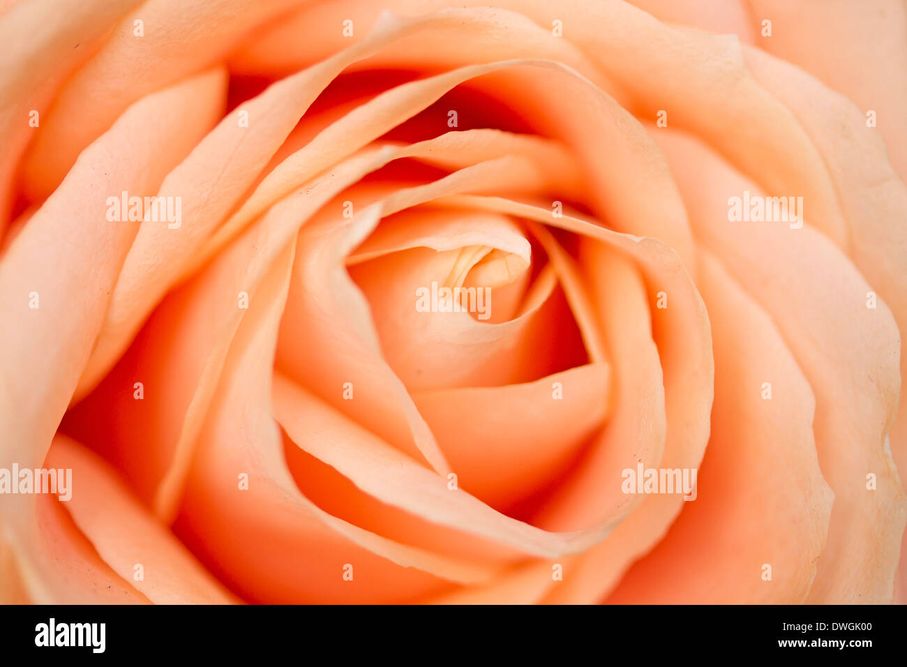 Beautiful shape hi-res stock photography and images - Alamy