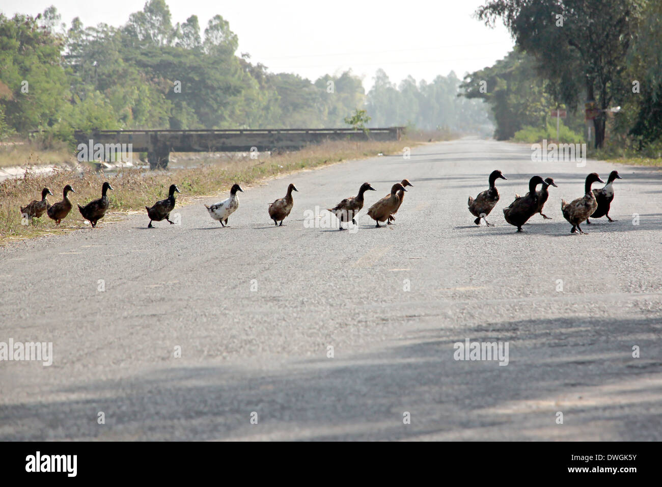 Ducks were crossing the road in rural areas and neat and tidy Stock ...