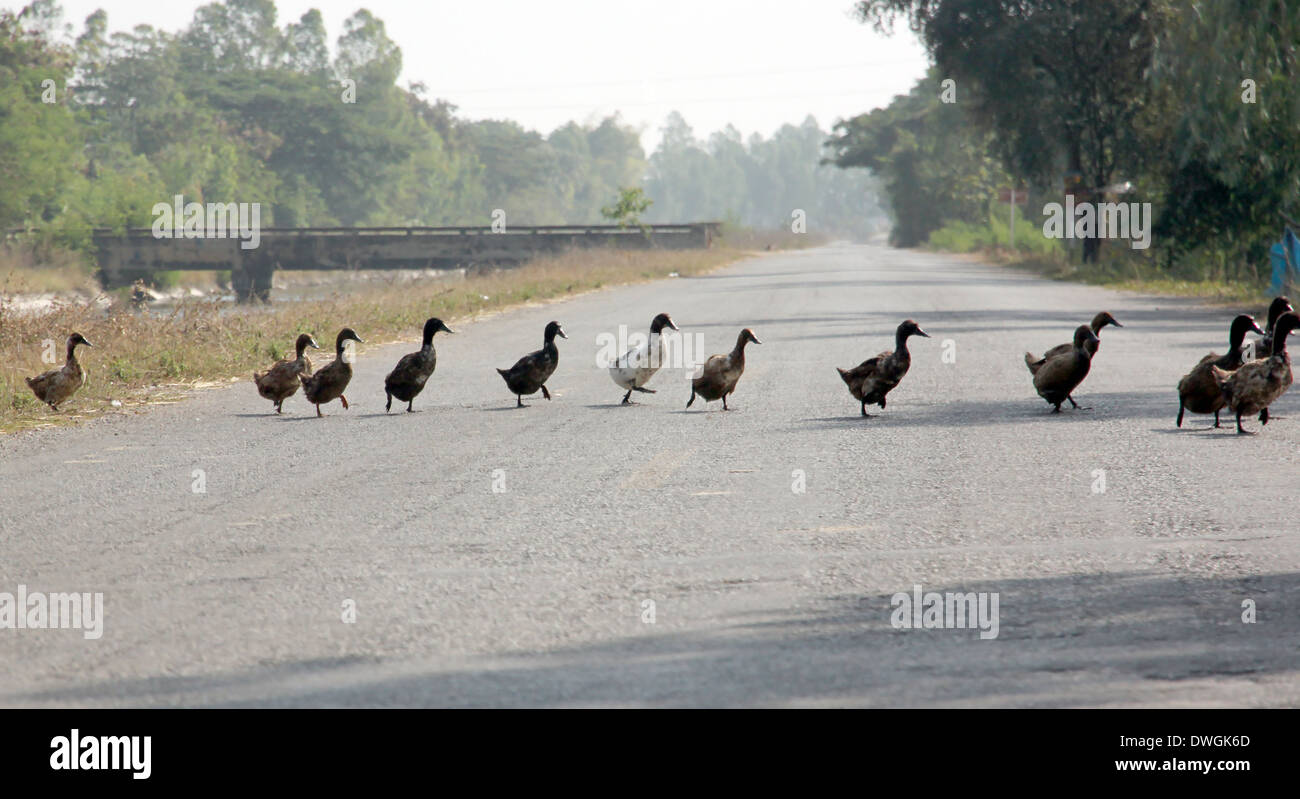Ducks were crossing the road in rural areas and neat and tidy Stock ...