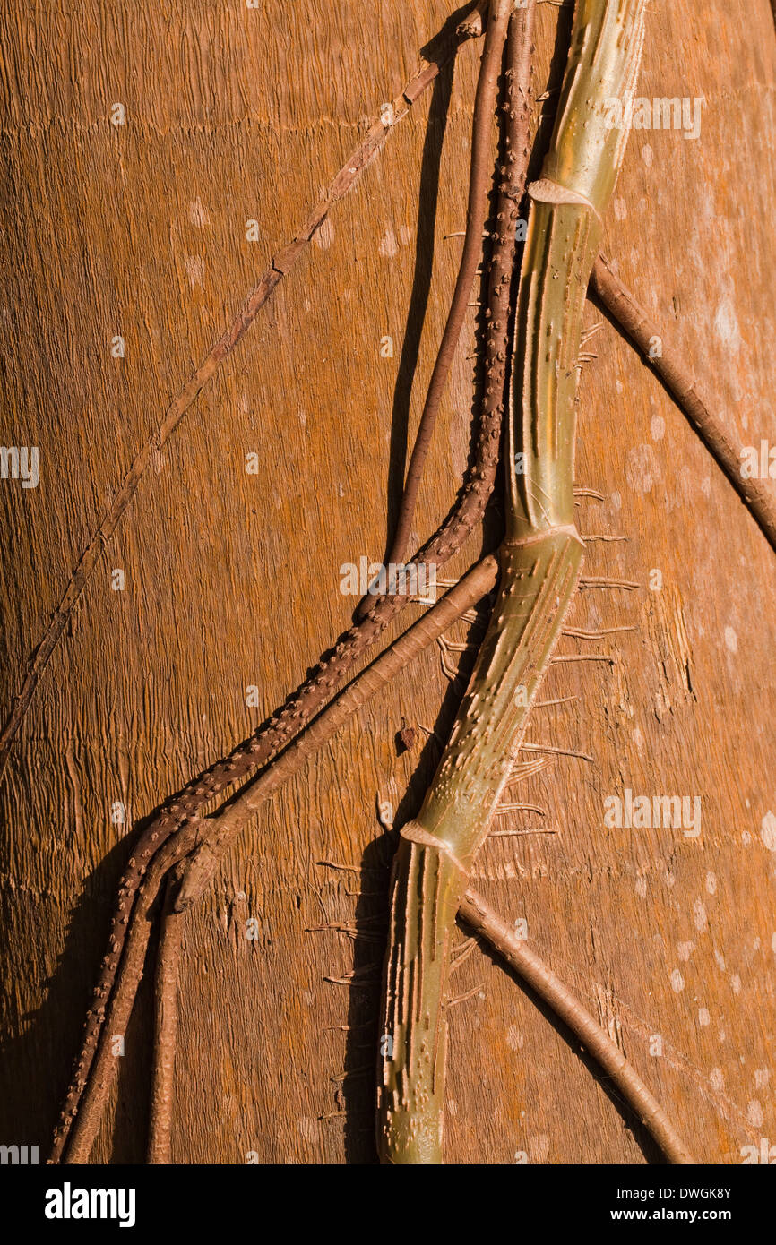 Aerial stem and roots climbing and clinging to trunk of a host tree ...