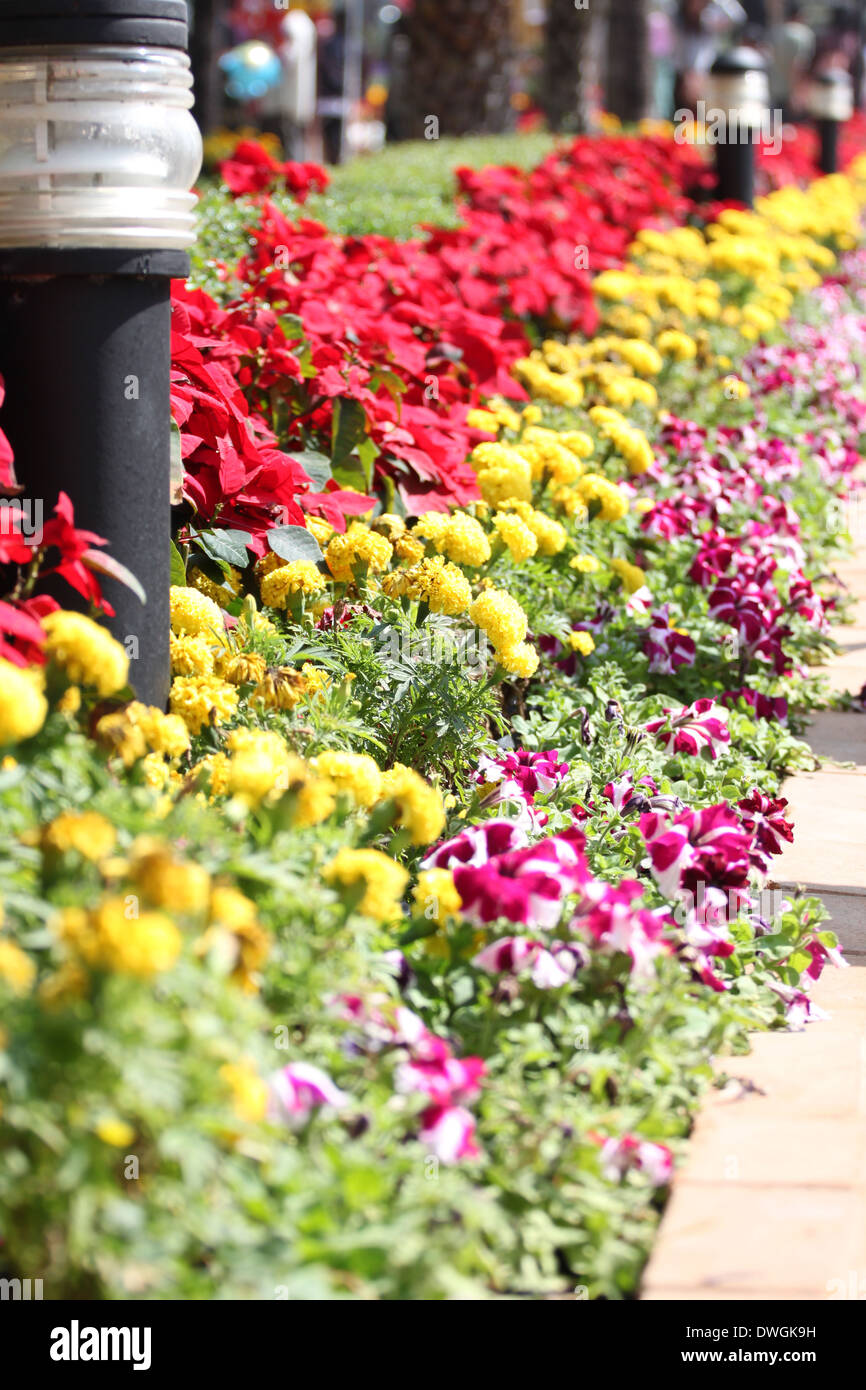 Flower on walkway in the garden Stock Photo - Alamy