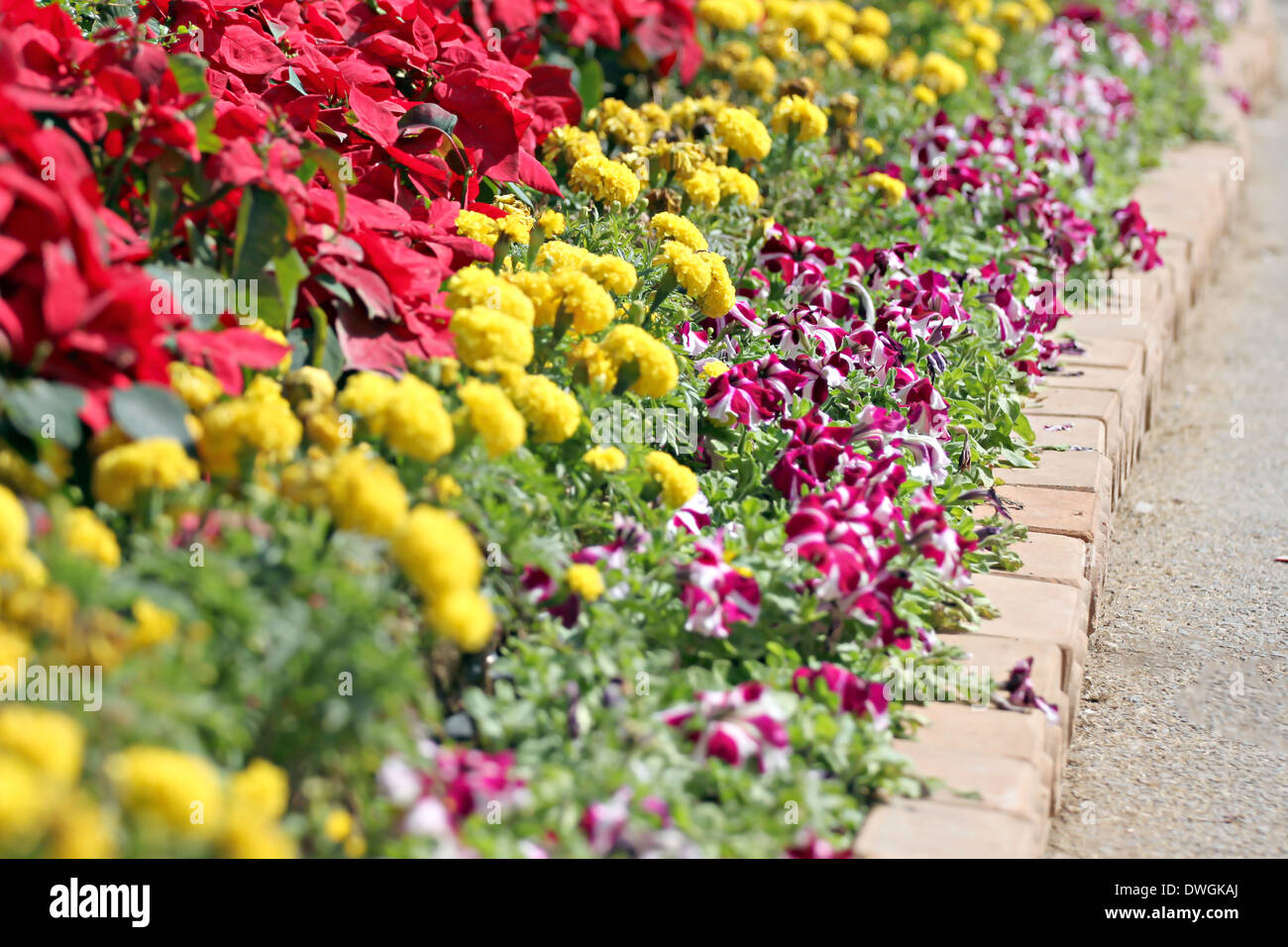 Flower on walkway in the garden Stock Photo - Alamy