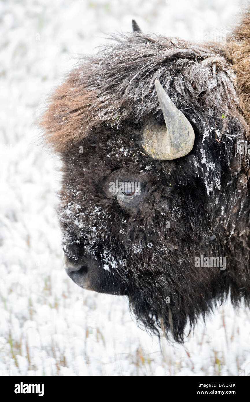 Buffalo storm hi-res stock photography and images - Alamy