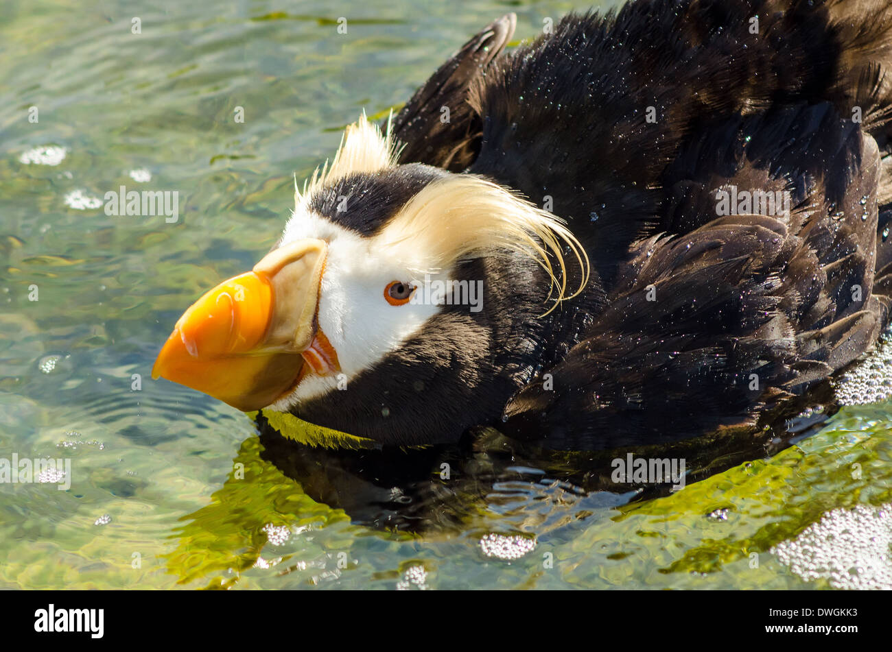 Closeup view of a Tufted Puffin in a pool of water Stock Photo - Alamy