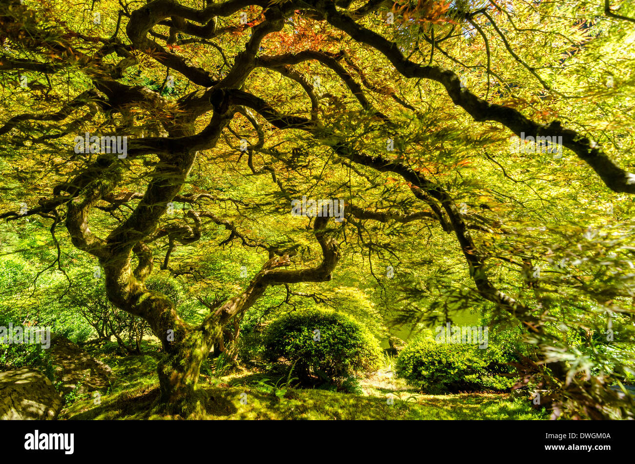 Japanese maple tree in the Japanese Garden in Portland, Oregon Stock ...