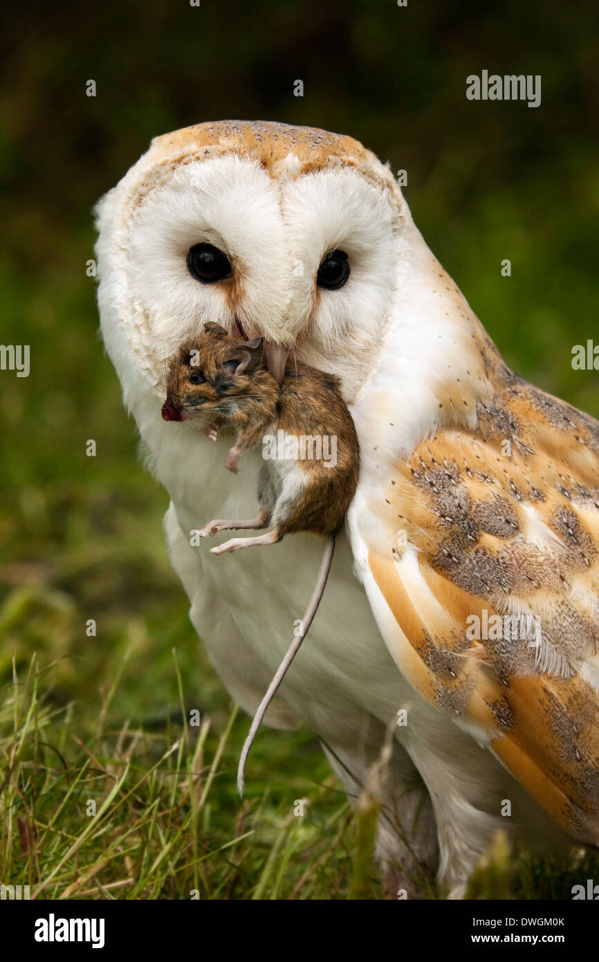 Barn Owl (Tyto alba) with a field mouse in North Yorkshire in the ...