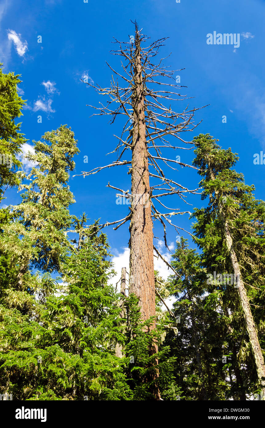 Dead pine tree rising high above living pine trees in Mt. Hood National ...