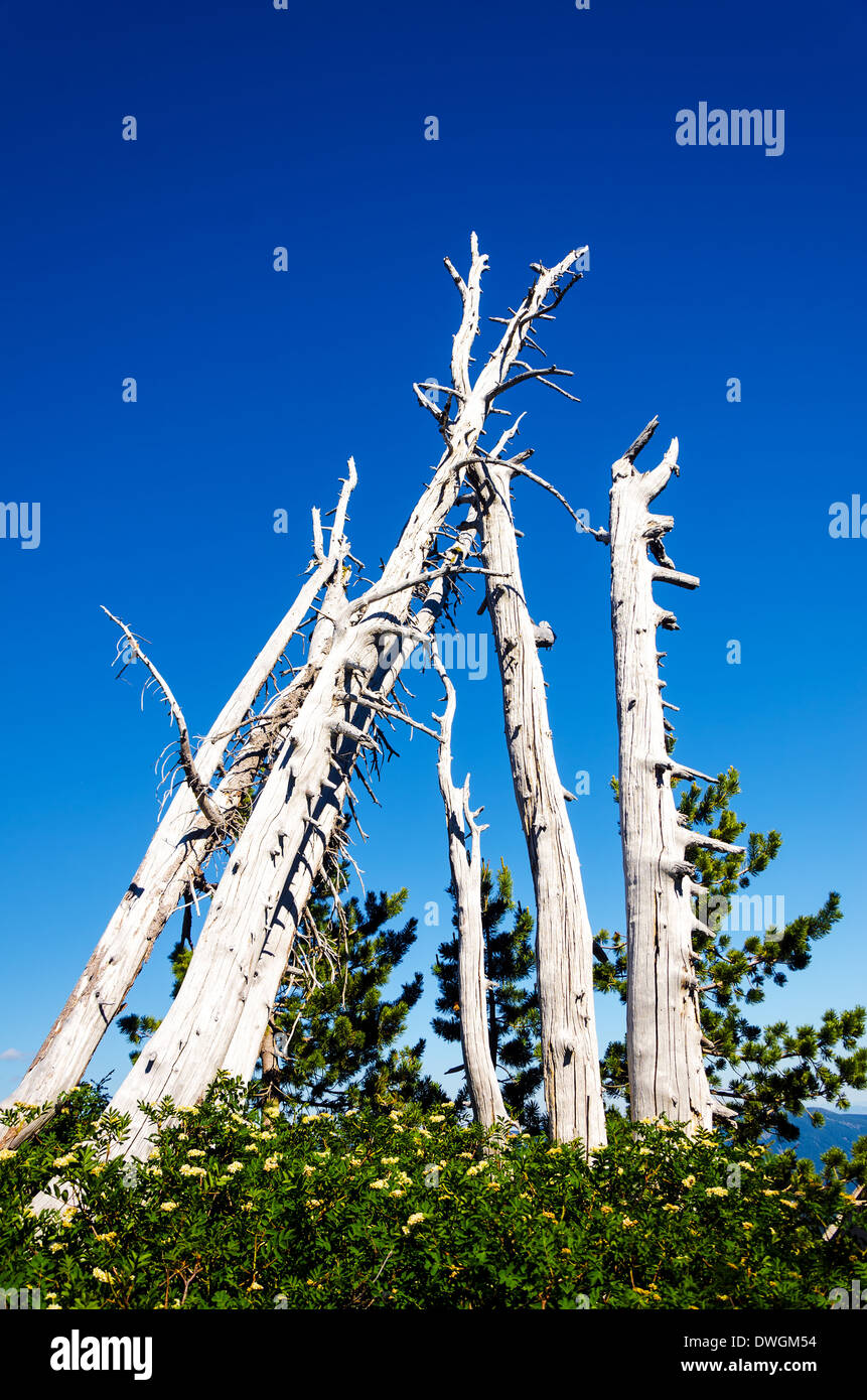A group of dead and now white pine trees on Mount Hood in Oregon Stock ...