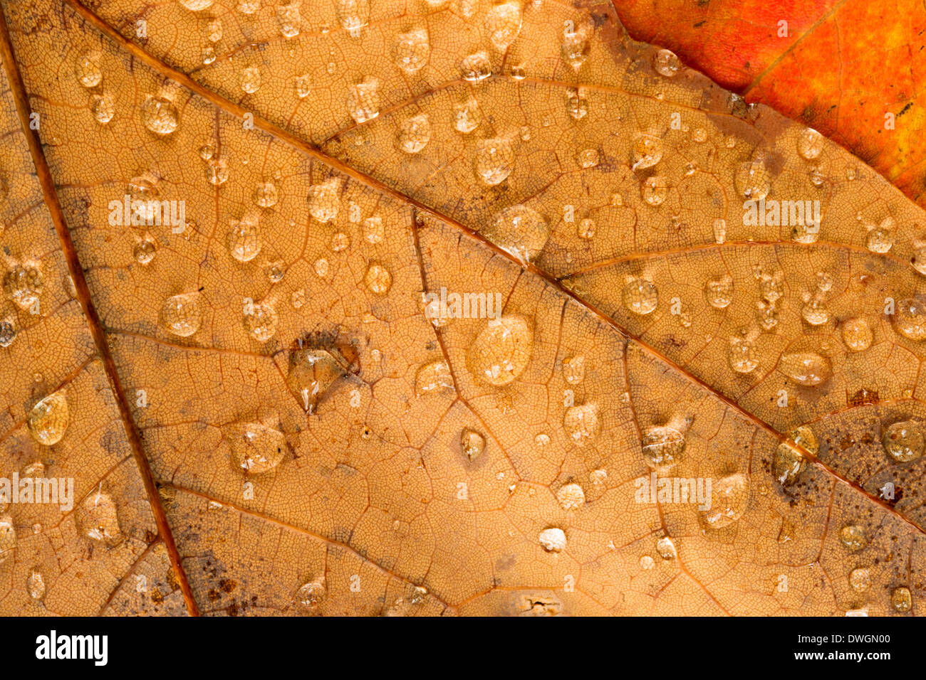 Fall leaves on the ground covered in morning dew Stock Photo - Alamy