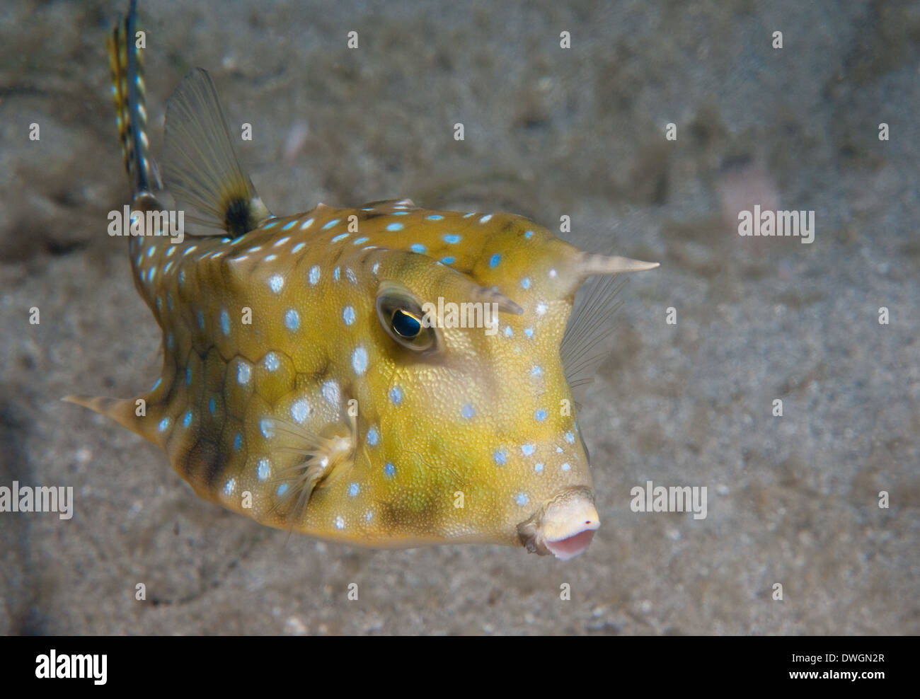 Cowfish hi-res stock photography and images - Alamy