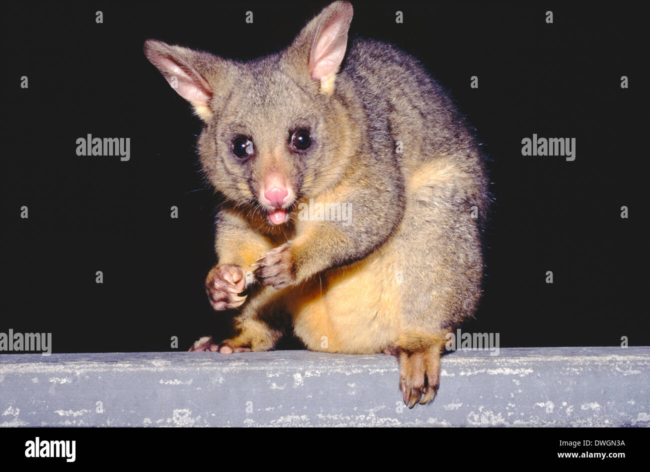 Brushtail Possum (Trichosurus vulpecula) on the balcony in the Sydney ...
