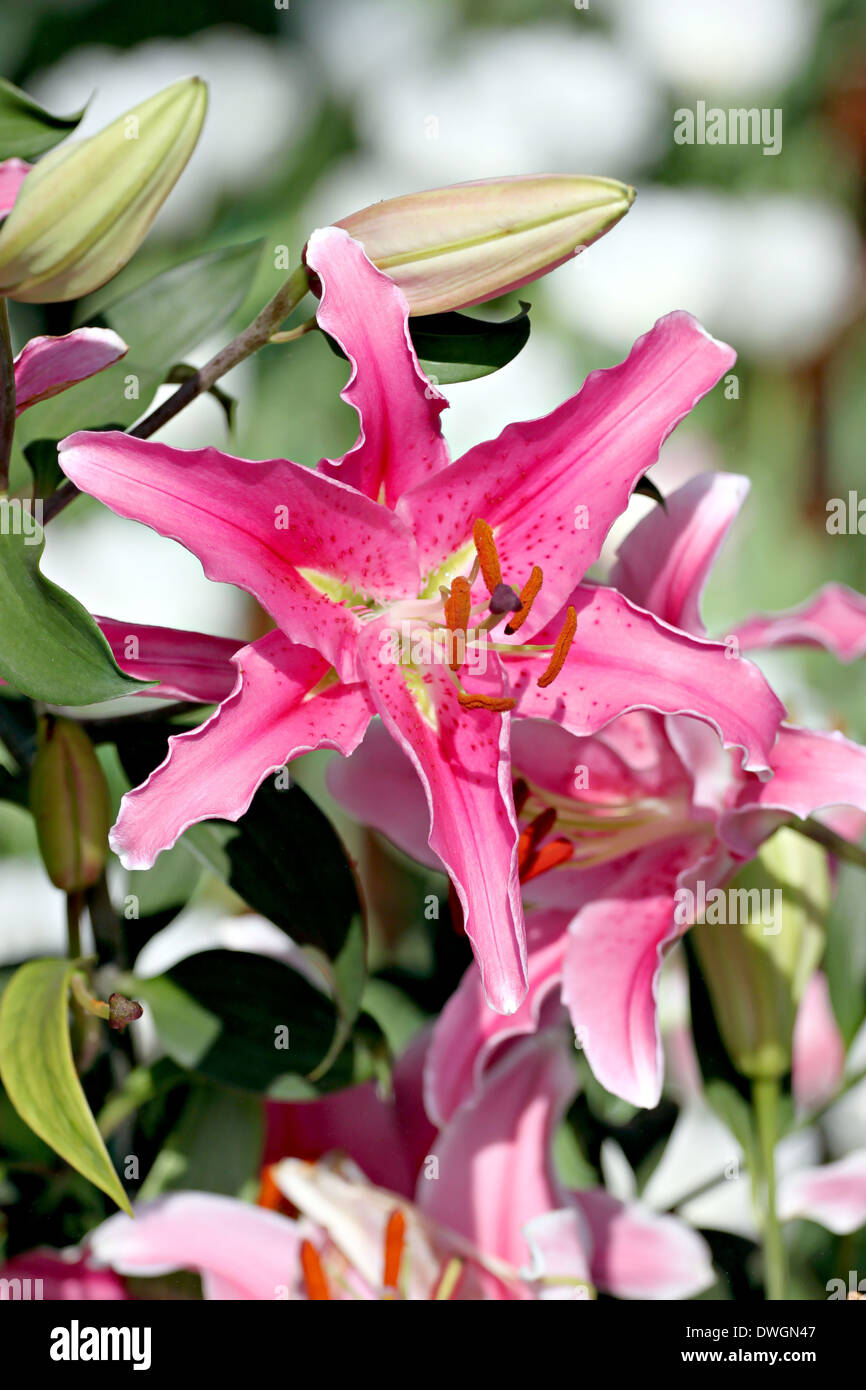 The landscaping of Pink Lily in the garden Stock Photo - Alamy