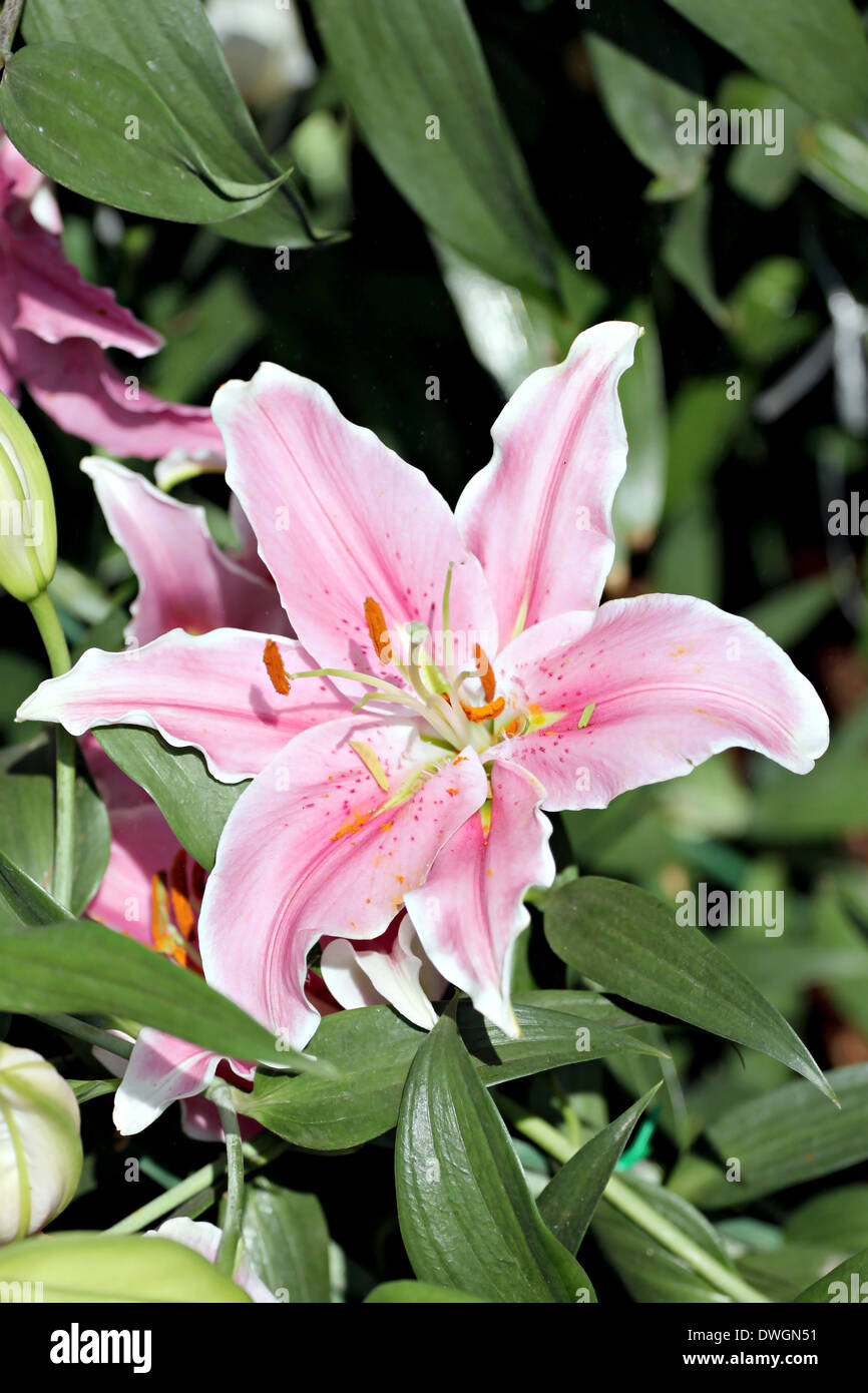 The landscaping of Pink Lily in the garden Stock Photo - Alamy