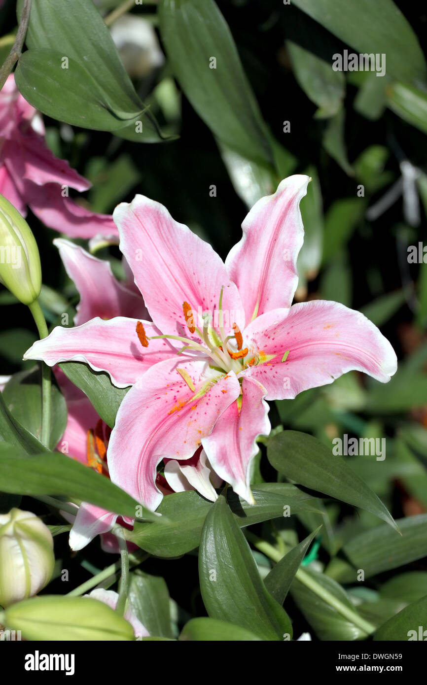 The landscaping of Pink Lily in the garden Stock Photo - Alamy