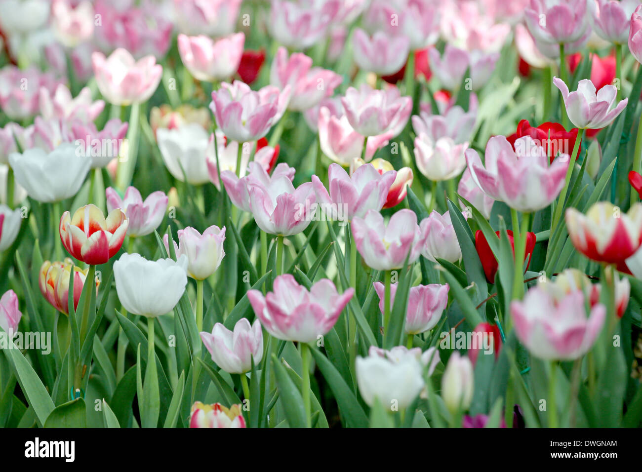 Beautiful tulip in garden hi-res stock photography and images - Alamy