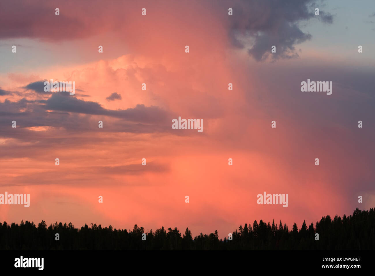 Dramatic storm clouds turn pink at sunrise over Yellowstone National ...