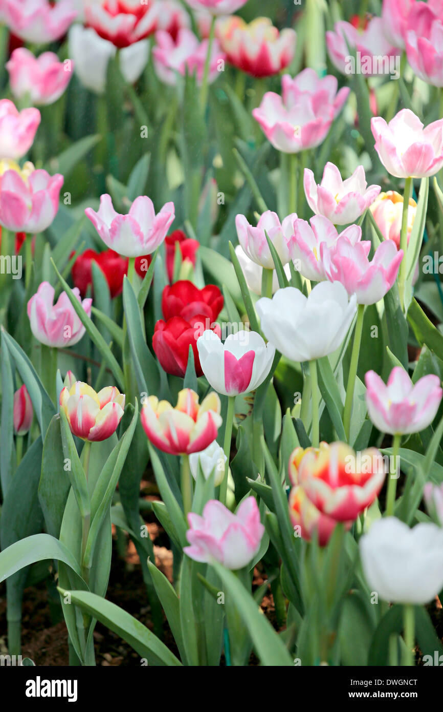Beautiful tulip in garden hi-res stock photography and images - Alamy