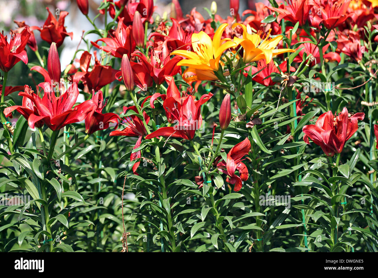 Red lily hi-res stock photography and images - Alamy