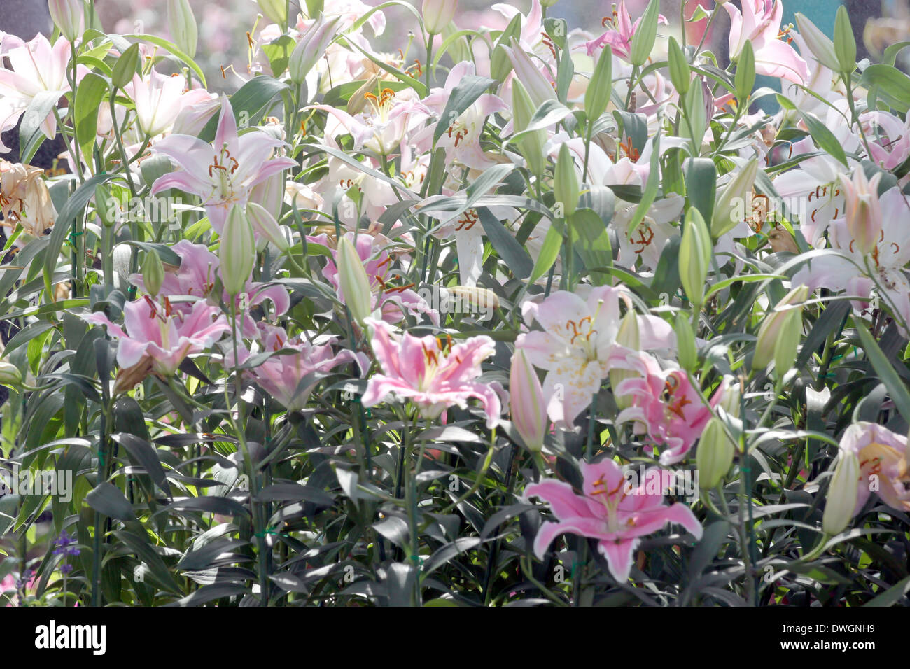 The landscaping of Pink Lily in the garden Stock Photo - Alamy