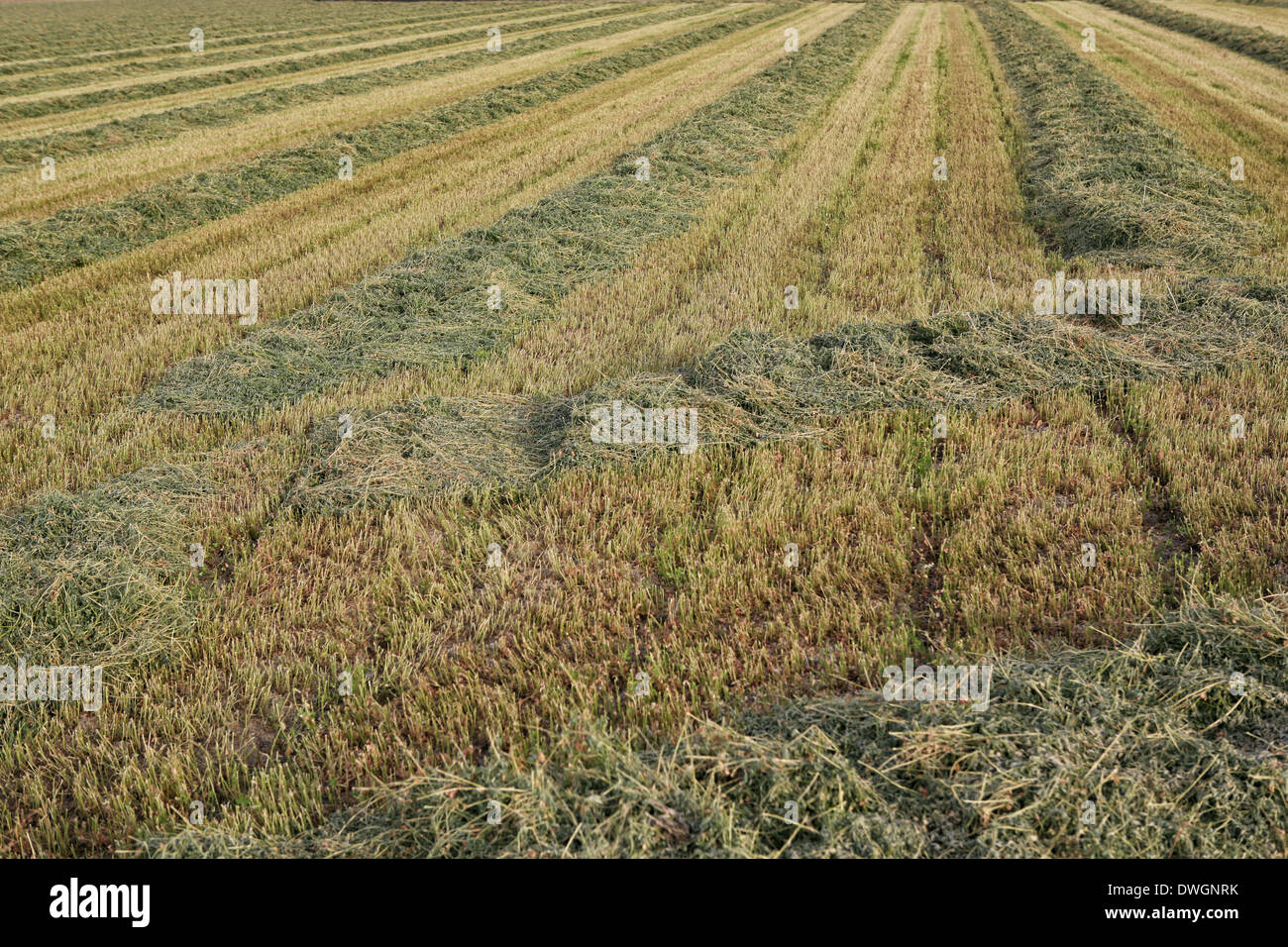 Cut field of alfalfa in rows Stock Photo - Alamy