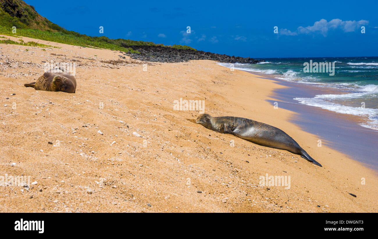 Milolii beach hi-res stock photography and images - Alamy
