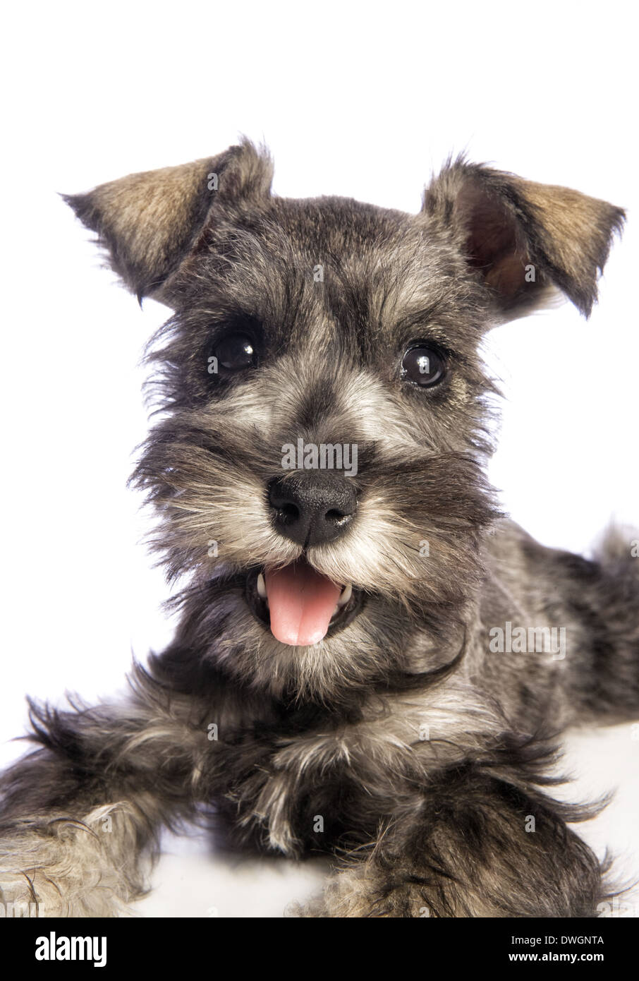 Adorable Miniature Schnauzer puppy head shot isolated on white ...