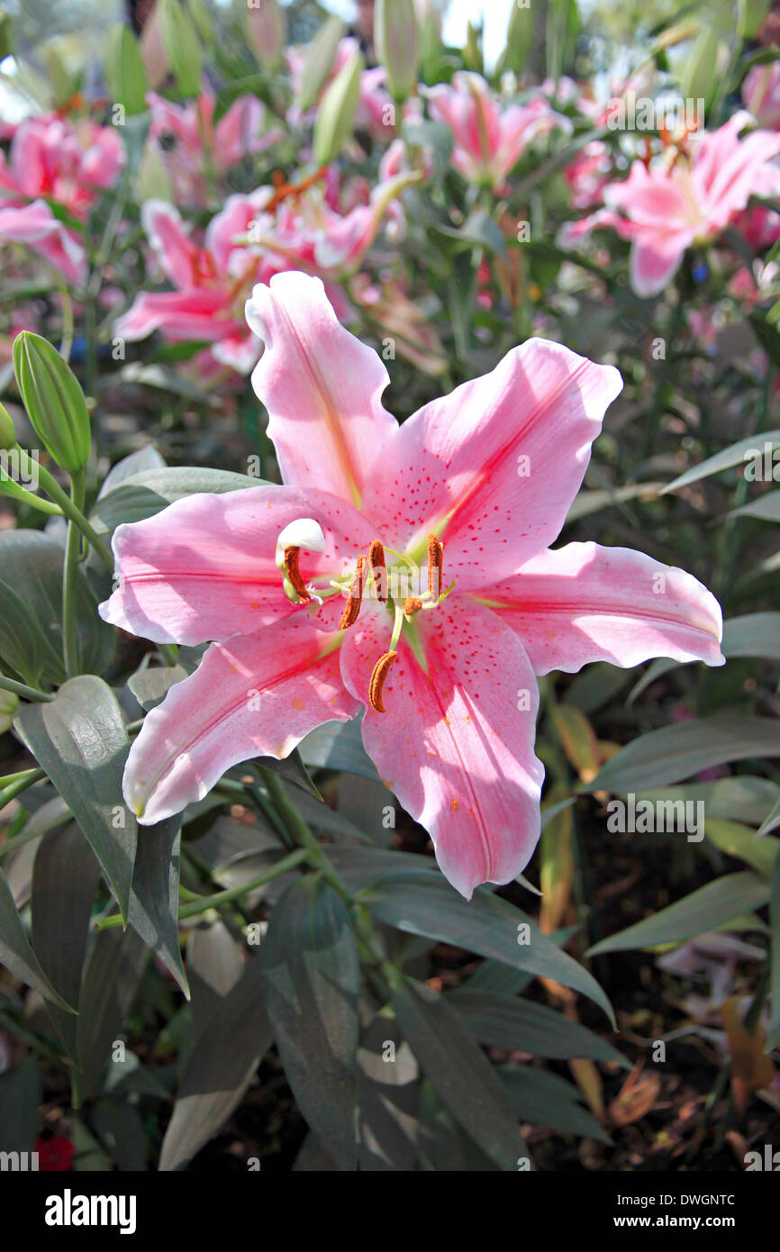 The landscaping of Pink Lily in the garden Stock Photo - Alamy