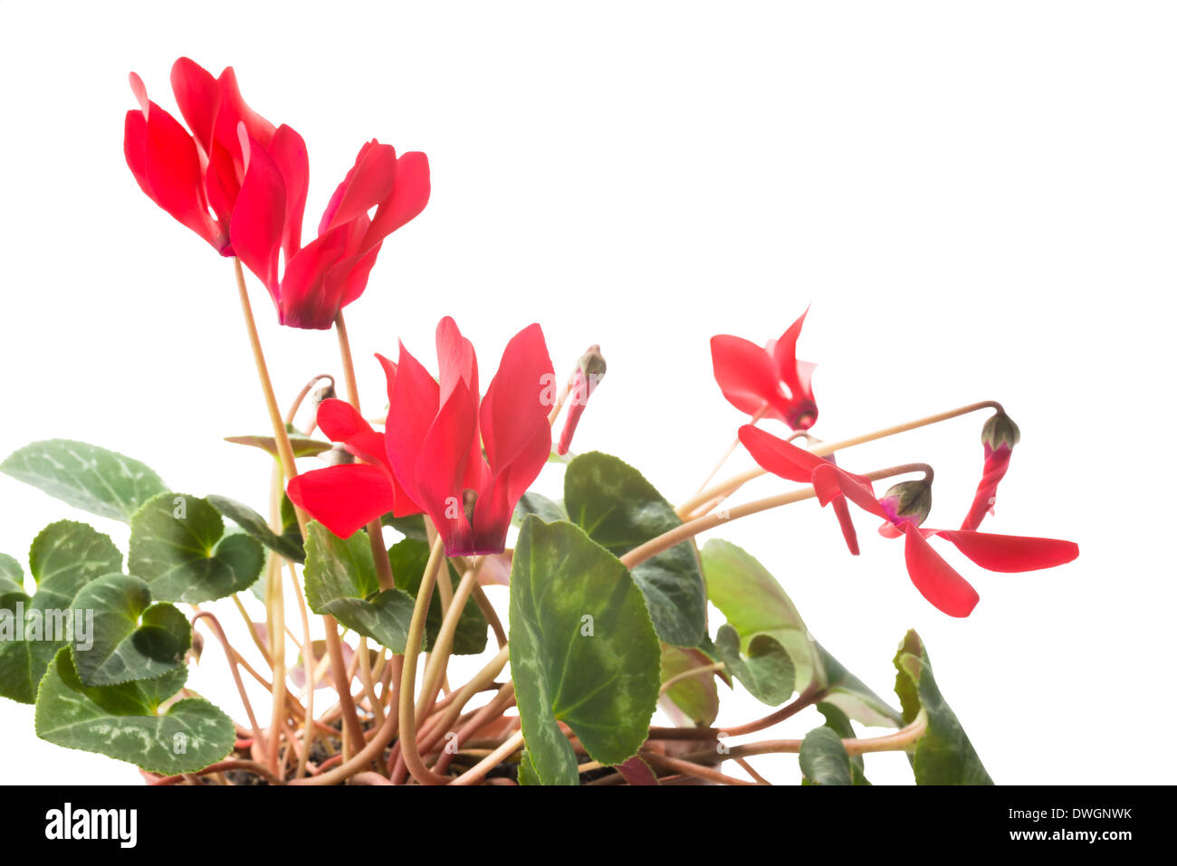 Red cyclamen flower, isolated on white background Stock Photo - Alamy