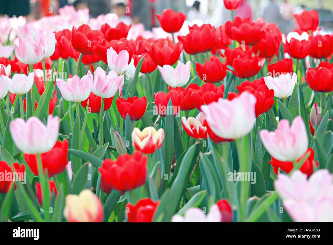 Beautiful red tulip in garden hi-res stock photography and images - Alamy