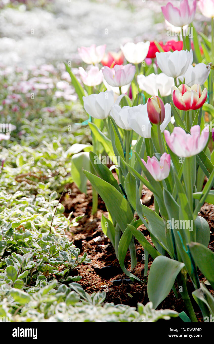 The Landscaping Tulips in the garden Stock Photo - Alamy