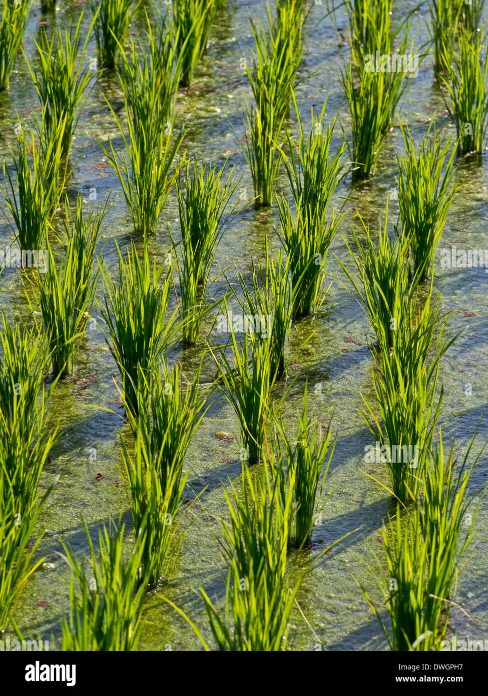 Rice paddy fields in the highlands in Bali, Indonesia Stock Photo - Alamy