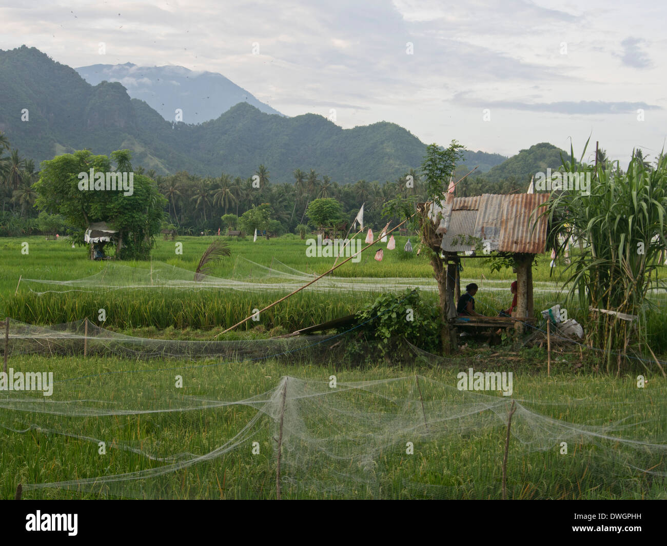 Rice paddy fields in the highlands in Bali, with Gunung Agung volcano ...