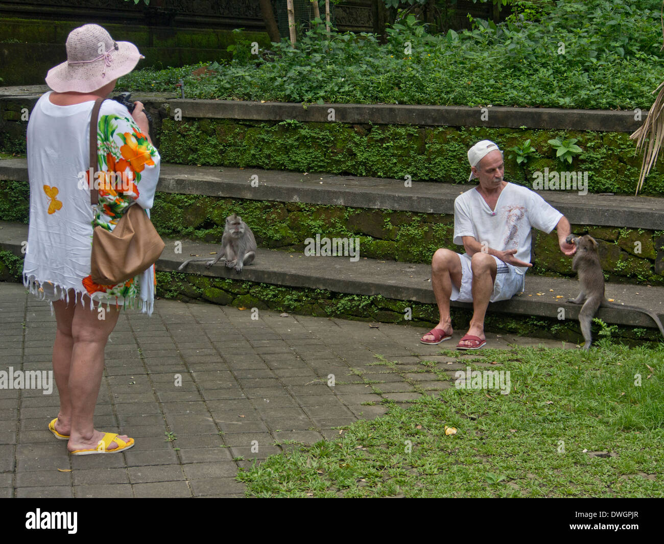 Tourists play with monkey at a temple in Bali, Indonesia Stock Photo ...