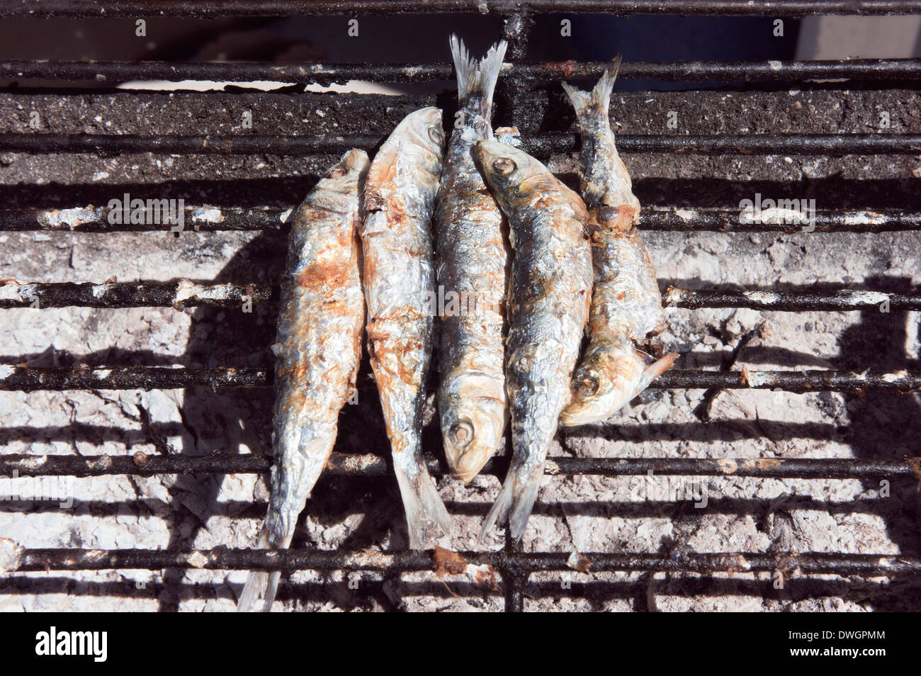 Pilchards hi-res stock photography and images - Alamy