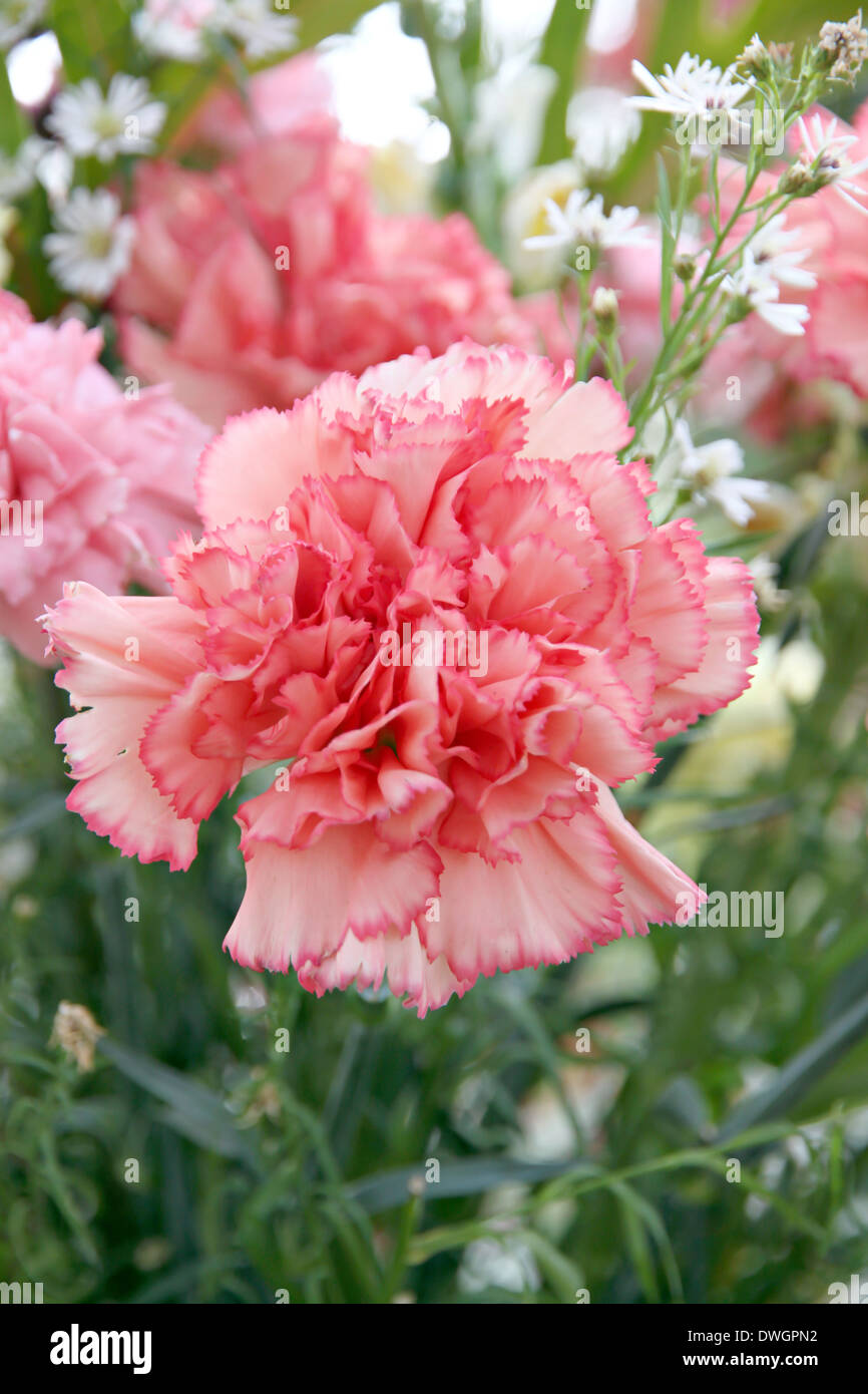 Carnation garden hi-res stock photography and images - Alamy