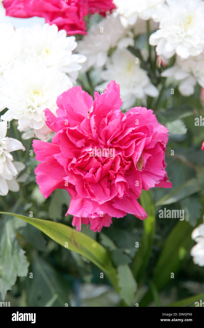 Pink carnation hi-res stock photography and images - Alamy
