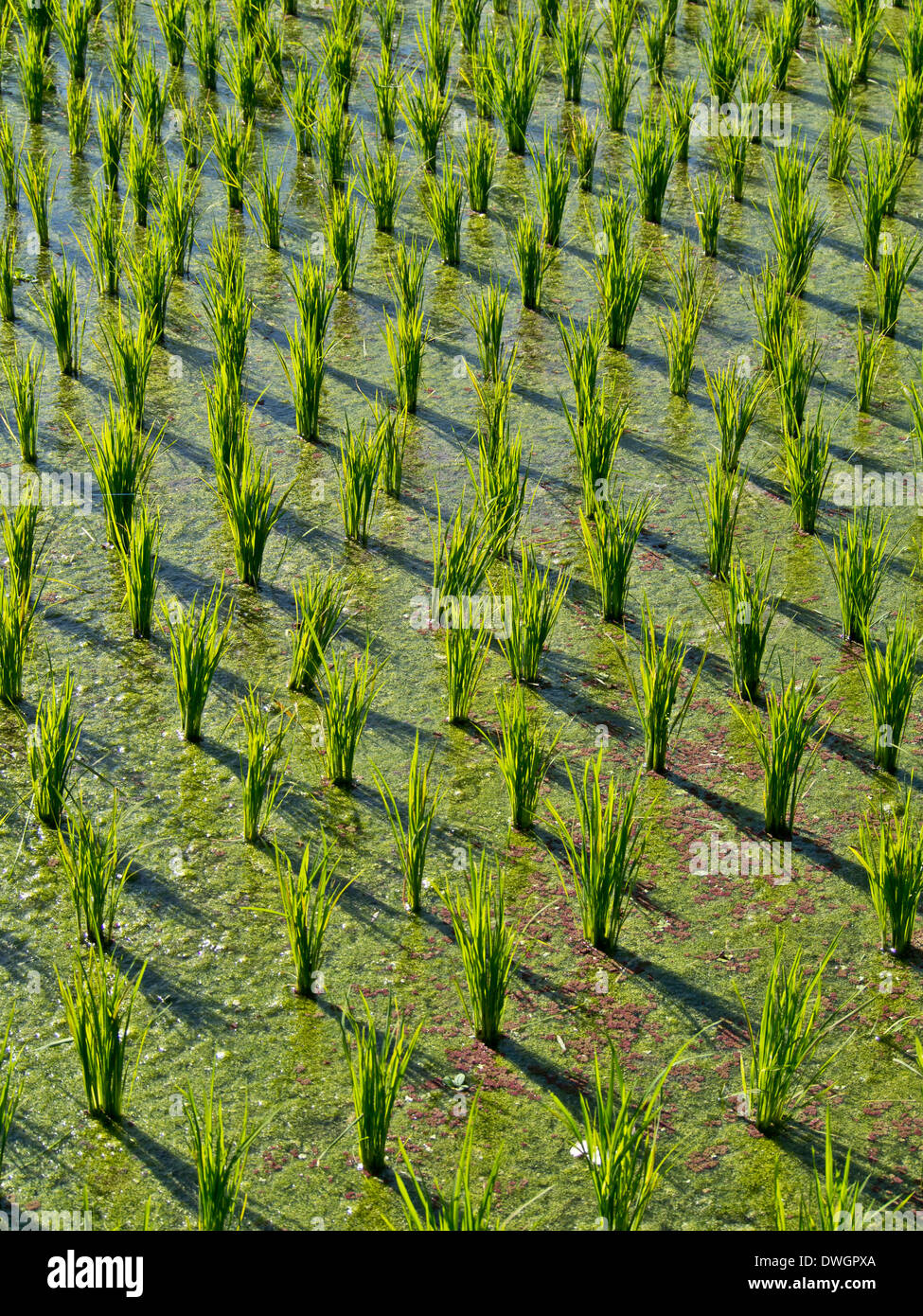 Rice paddy fields in the highlands in Bali, Indonesia Stock Photo - Alamy
