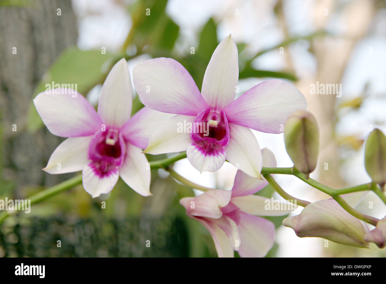 Beautiful violet white orchid hi-res stock photography and images - Alamy