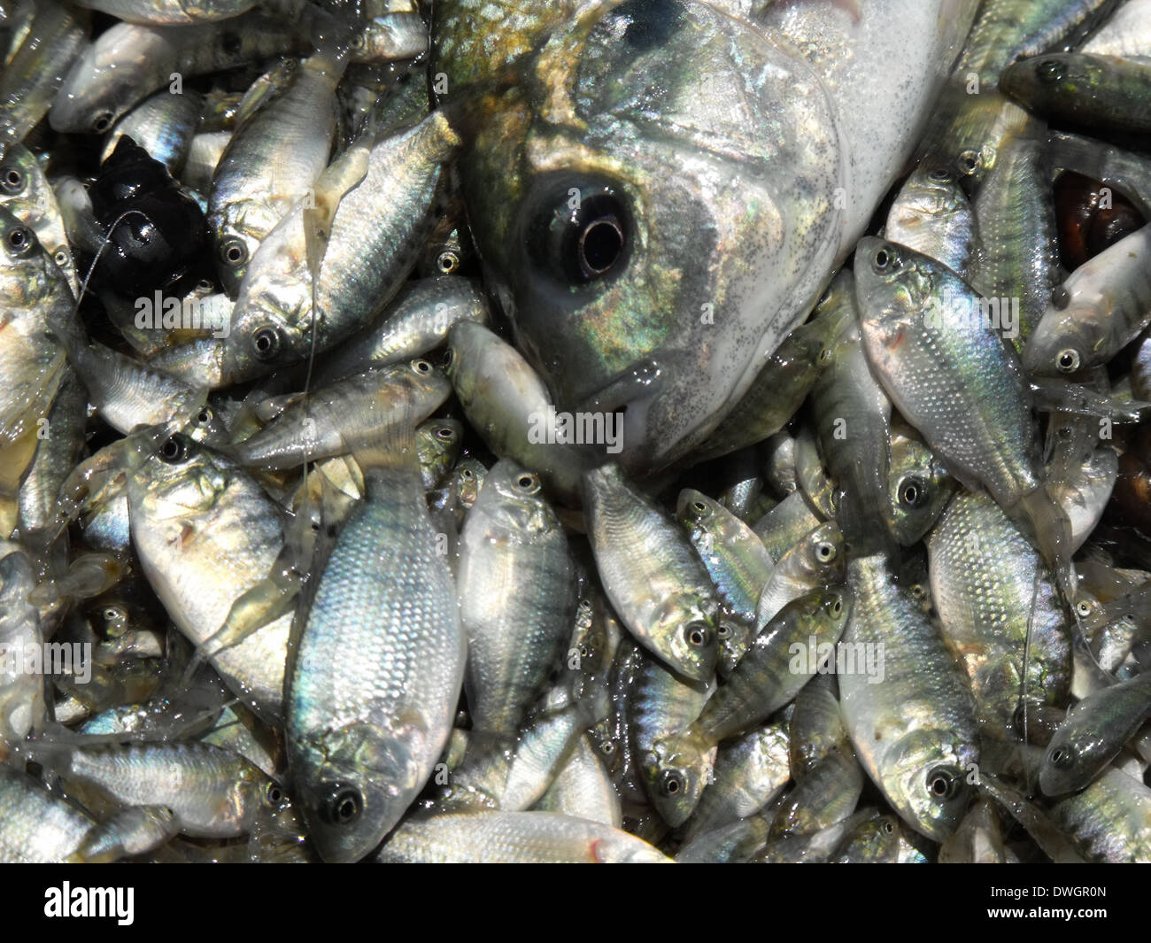 fresh fish catch Stock Photo - Alamy