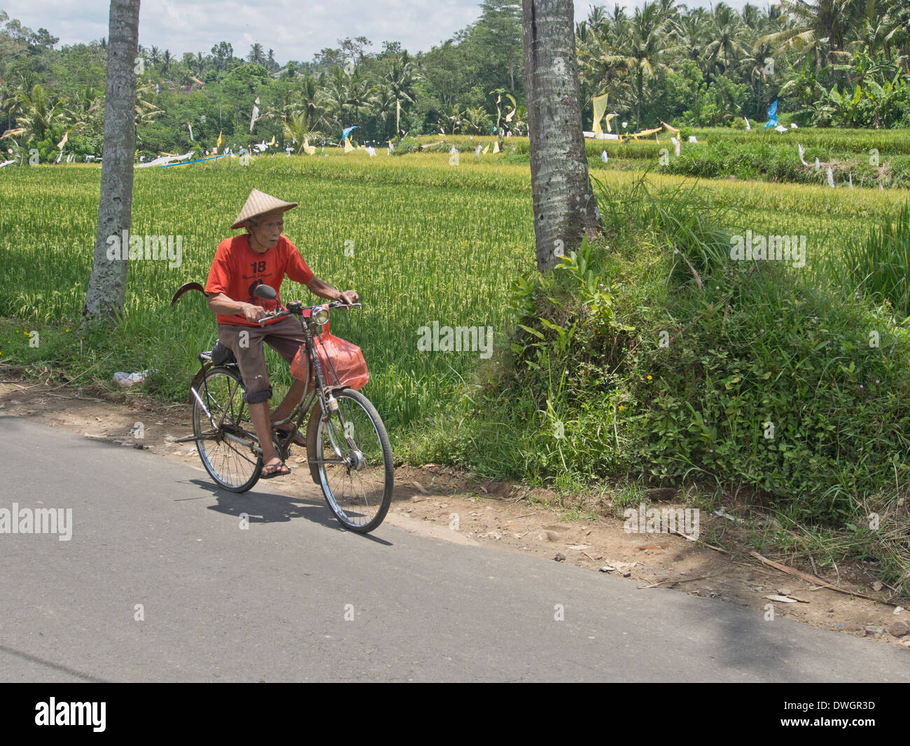 Elderly man cycling past rice paddy fields in Bali, Indonesia Stock ...