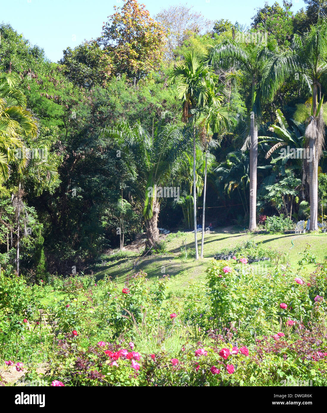 Jungle park hi-res stock photography and images - Alamy