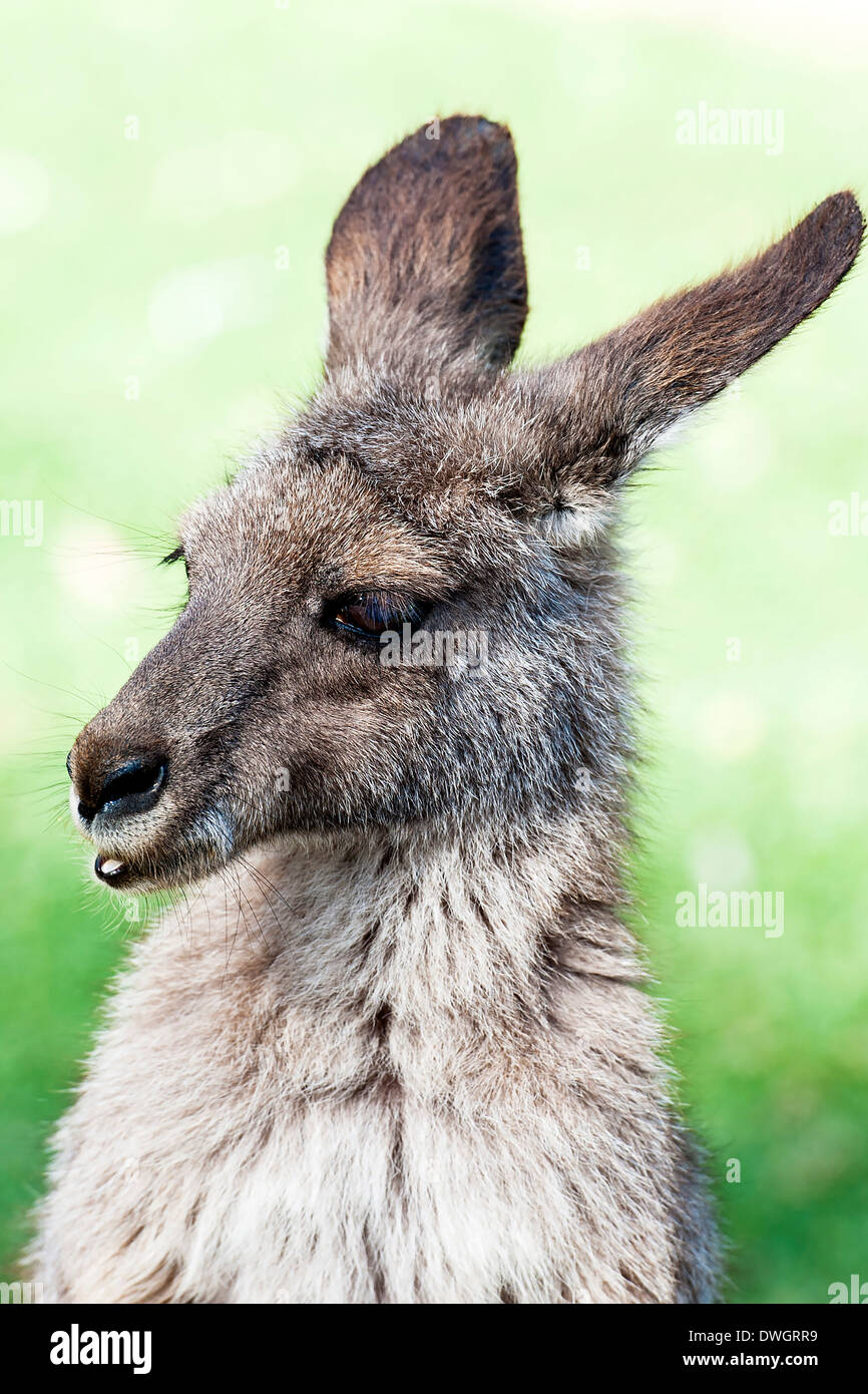 Wallaby marsupial kangaroo australia hi-res stock photography and ...