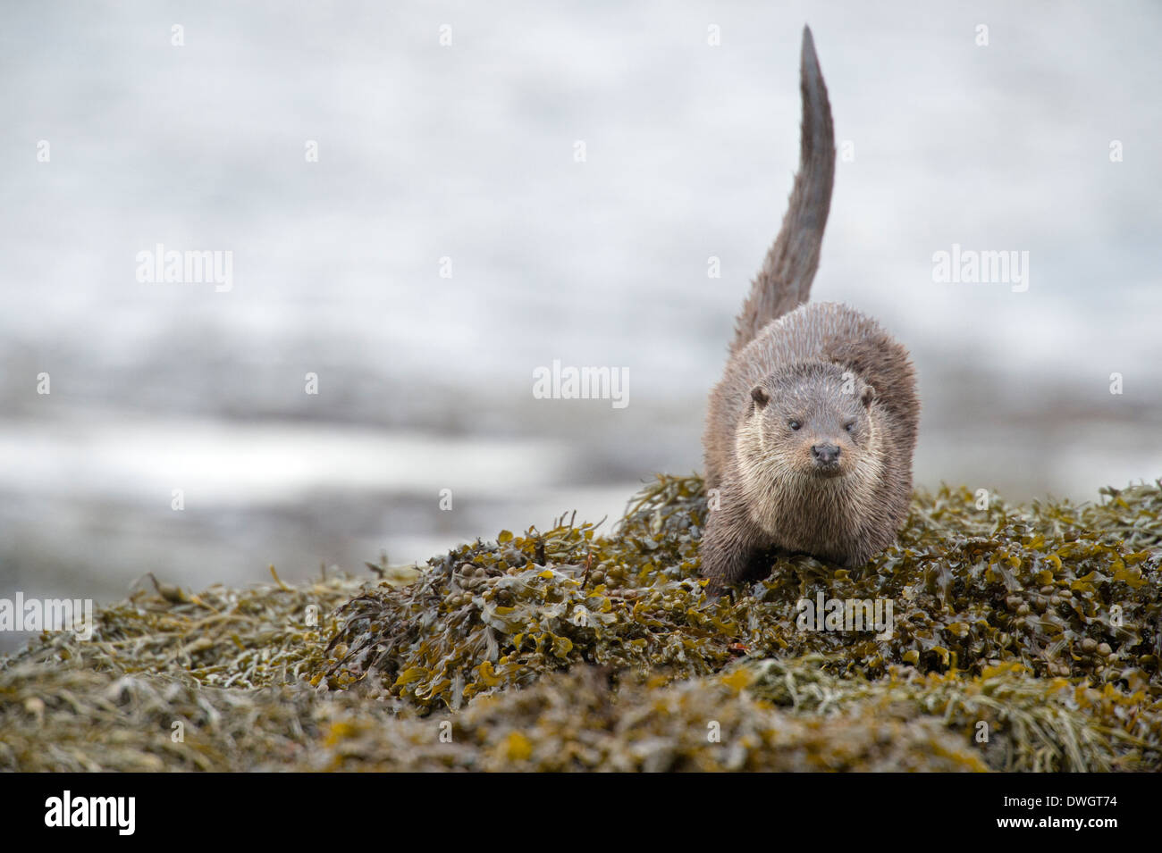 Otter scotland hi-res stock photography and images - Alamy