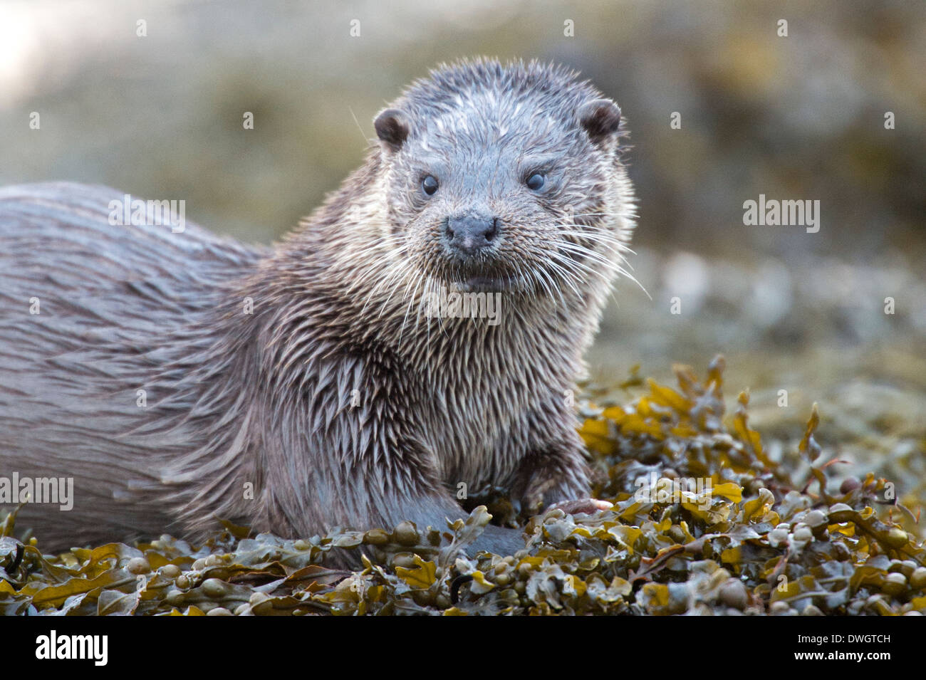 Otter scotland hi-res stock photography and images - Alamy